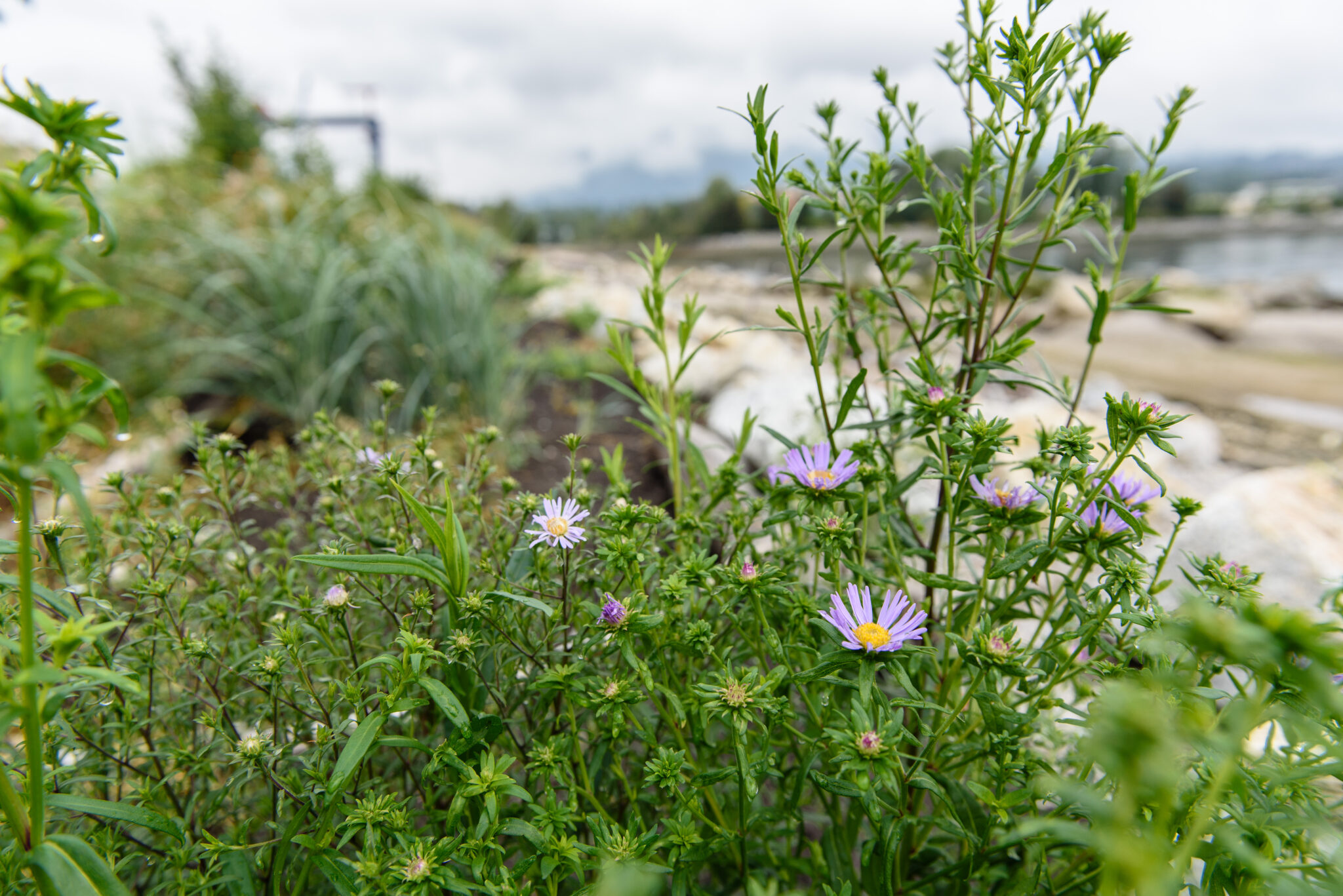 Working Together to Protect Habitat in Mackay Creek - Seaspan